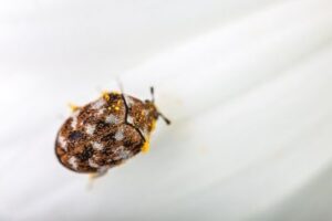 Learn to Identify 9 Bugs That Eat Clothes | Tidy Apartment