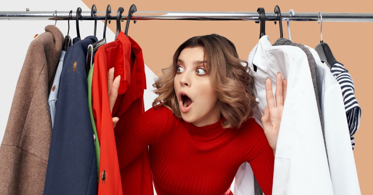 Learn to Identify 9 Bugs That Eat Clothes | Tidy Apartment